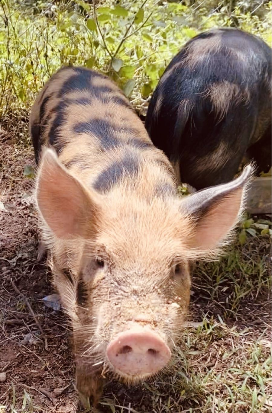 Pearl Piggy - Female Pig in QLD - PetRescue