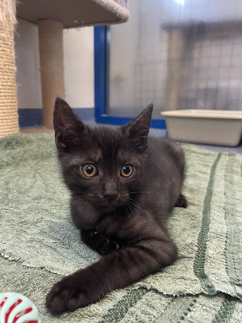 MacChiato - Male Dsh Mix Cat in WA - PetRescue