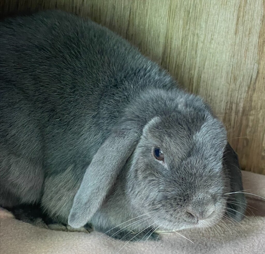 Boston - Male Mini Lop Mix Rabbit in NSW - PetRescue