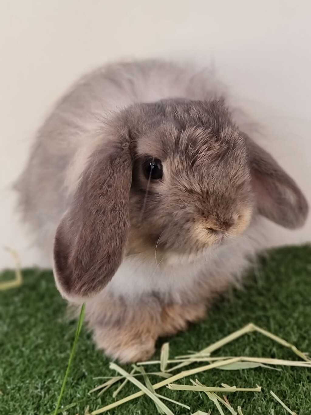 Anthony - Male Angora Mix Rabbit in NSW - PetRescue