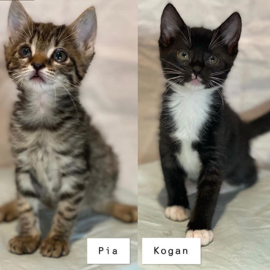 7051/49 - Kogan & Pia - Male Domestic Short Hair Cat in WA - PetRescue