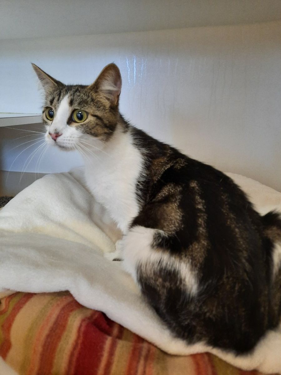 Mirabel - Female Domestic Short Hair Cat in VIC - PetRescue