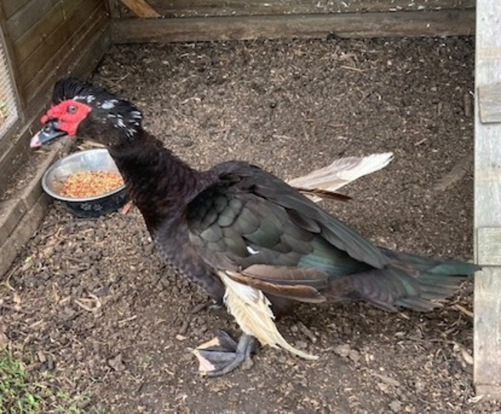 Ducky Duck - Male Duck Muscovy Mix Fowl in QLD - PetRescue