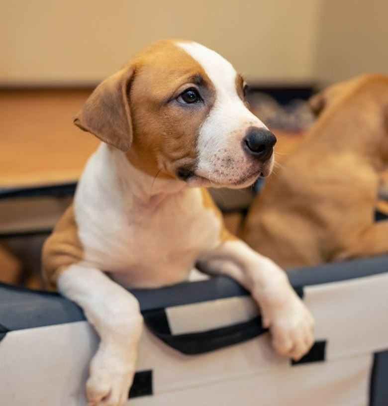 Colt - Medium Male Mixed Breed Dog in WA - PetRescue