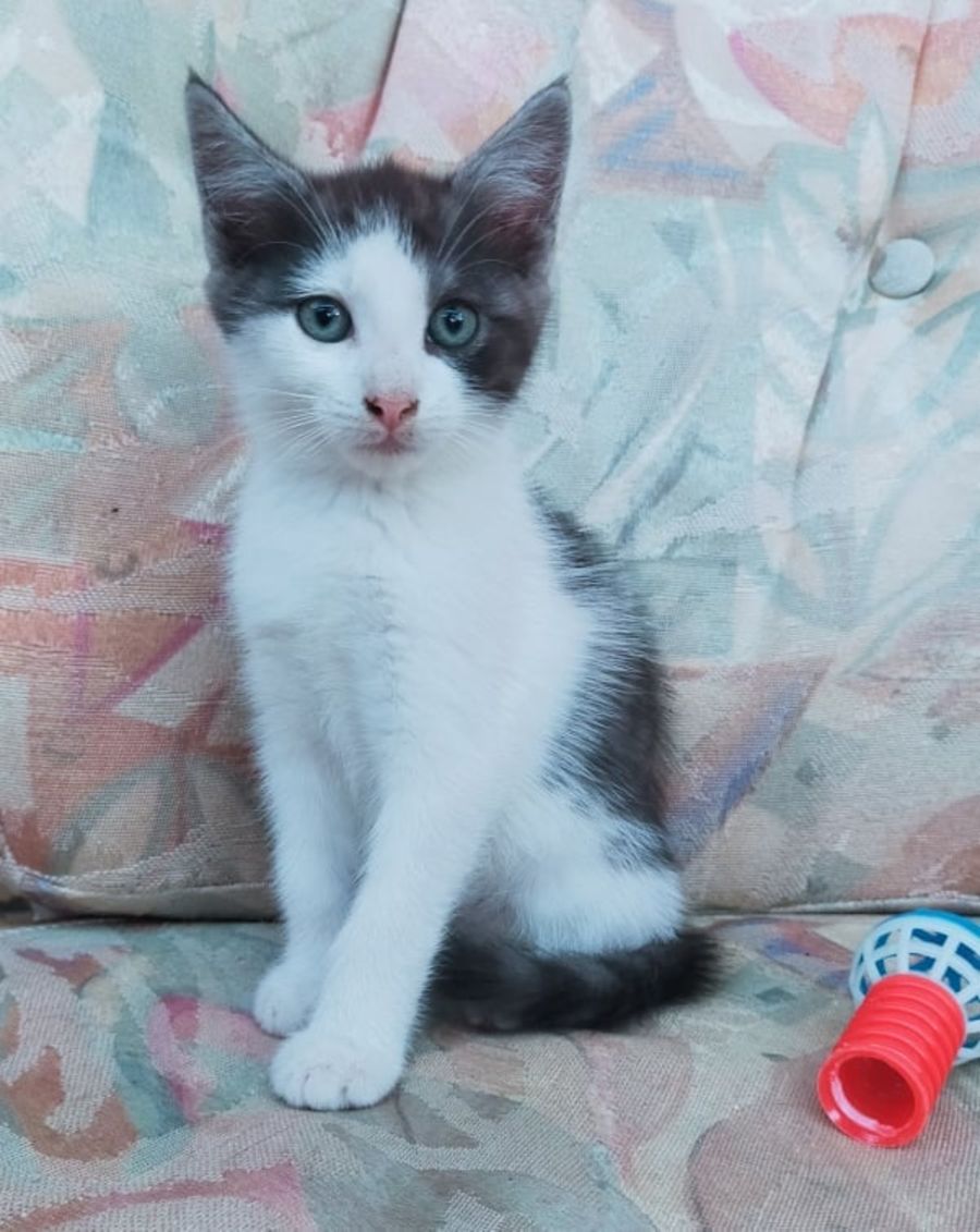 Finlay - Male Domestic Short Hair Cat in SA - PetRescue