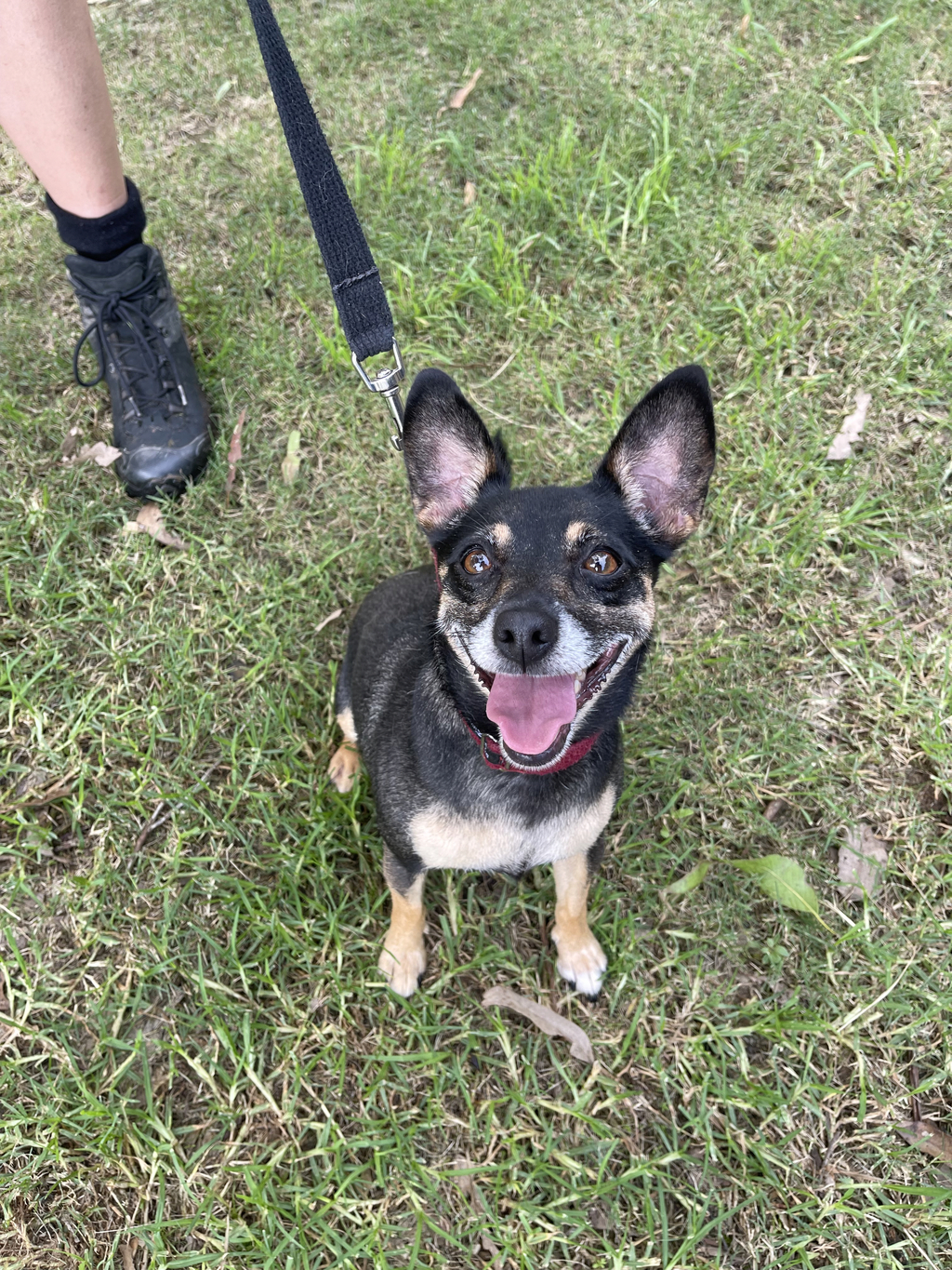 Olive - Small Female Mini Foxie Mix Dog in NSW - PetRescue