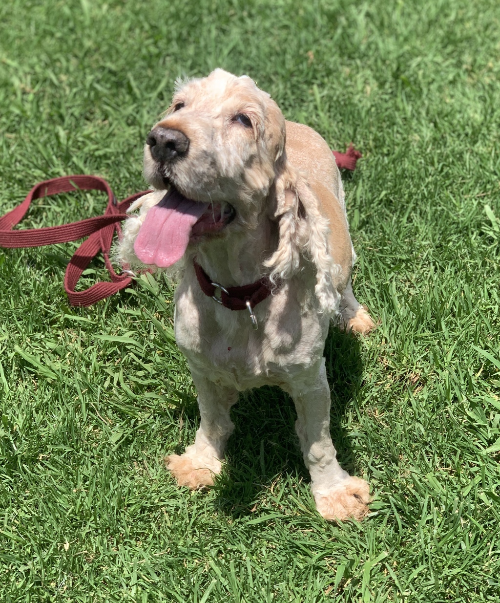 Marco - Small Male Cocker Spaniel x Crossbreed Mix Dog in NSW - PetRescue