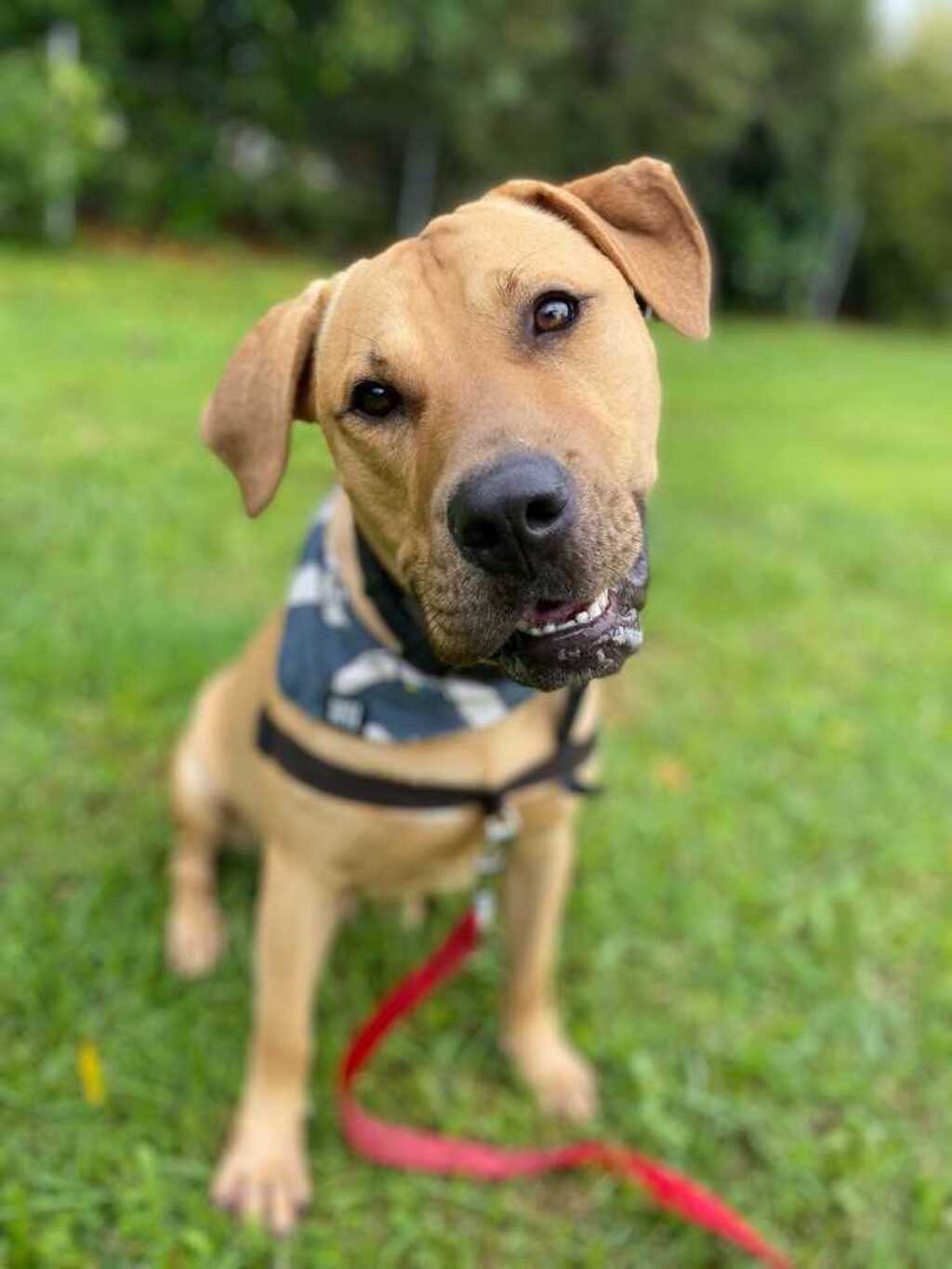 Doug - Large Male Bullmastiff x Labrador Retriever Mix Dog in QLD ...