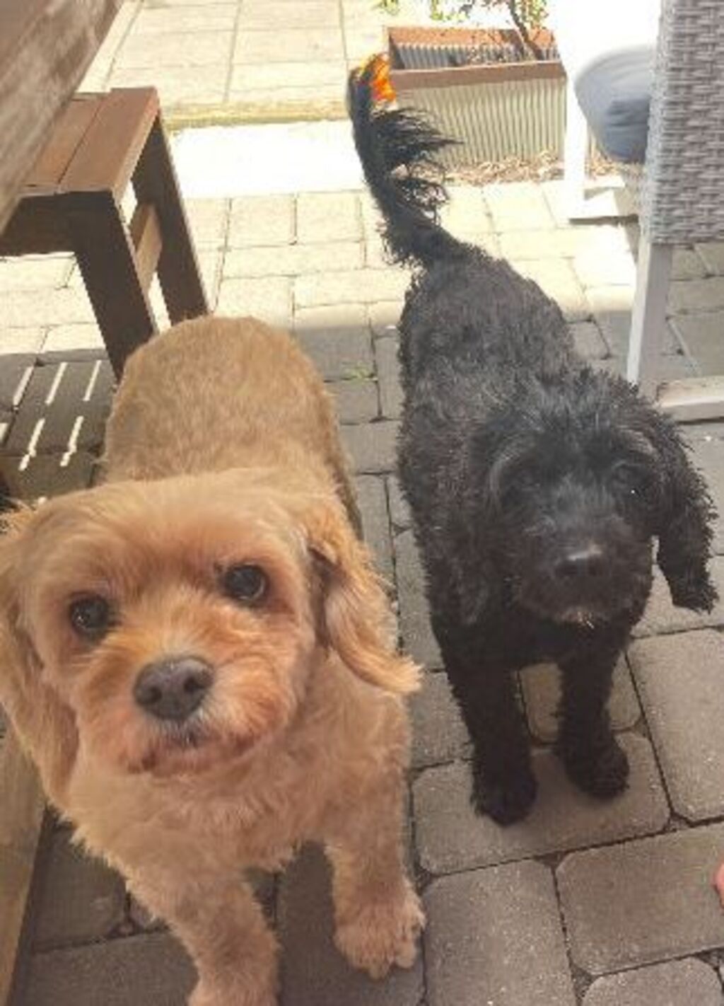 Charlii - Small Female Cavoodle Mix Dog in VIC - PetRescue