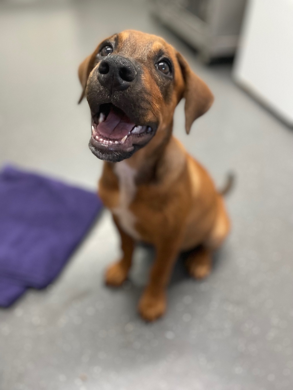 Indy - Medium Female Bull Arab x Rottweiler Mix Dog in QLD - PetRescue