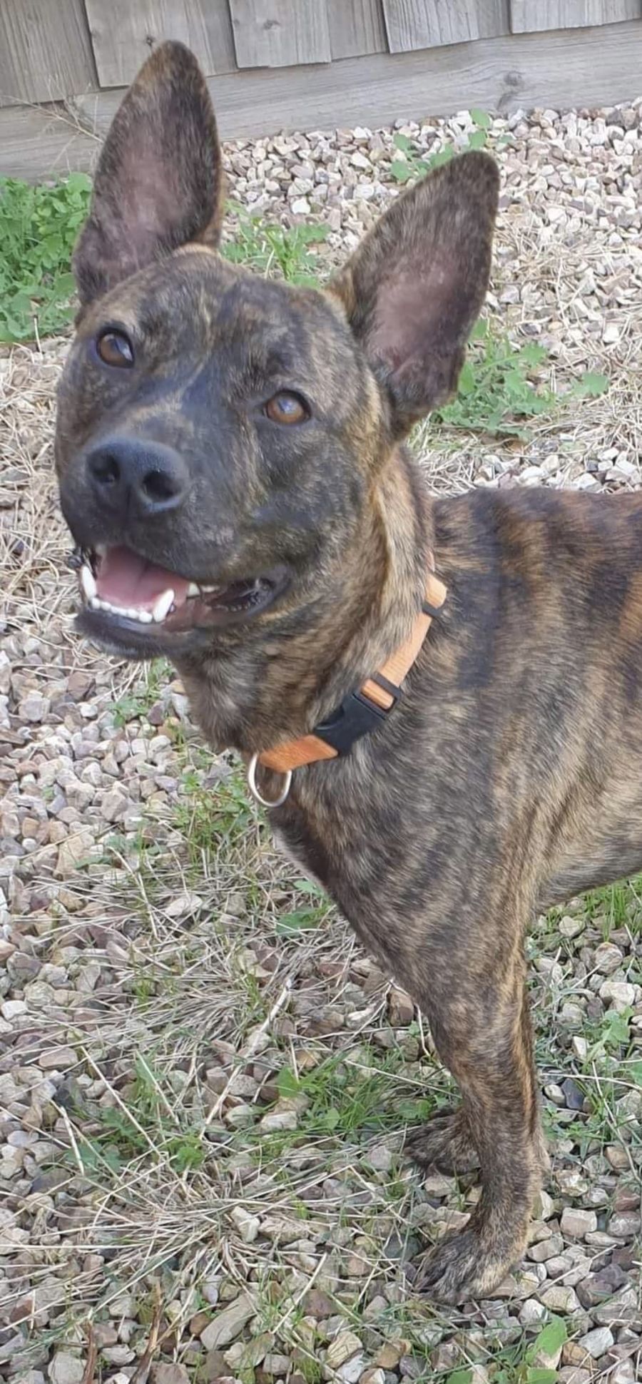 Zar - Small Male Staffy Mix Dog in VIC - PetRescue