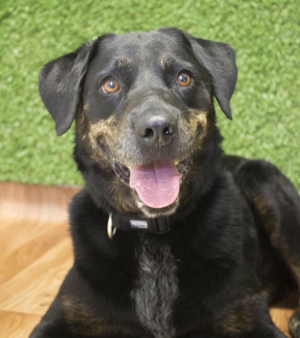 Rex - Large Male Labrador Retriever Mix Dog in QLD - PetRescue