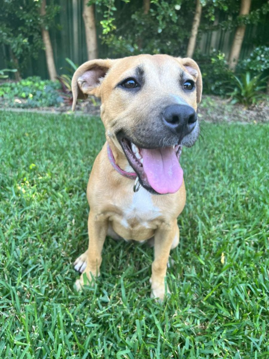 Banksi - Medium Female Kelpie x Staffy x Ridgeback Dog in NSW - PetRescue