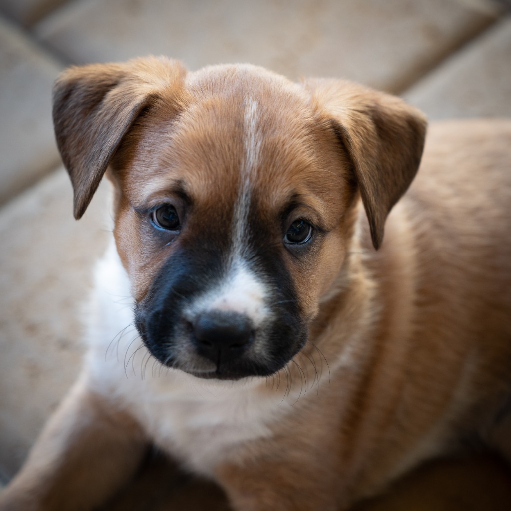 Winnie - Medium Female Mixed Breed Dog in WA - PetRescue