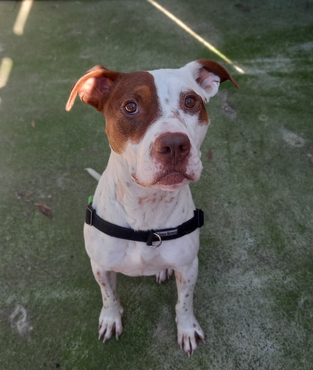 Reggie - Medium Male American Staffordshire Terrier x Pointer Mix Mix ...