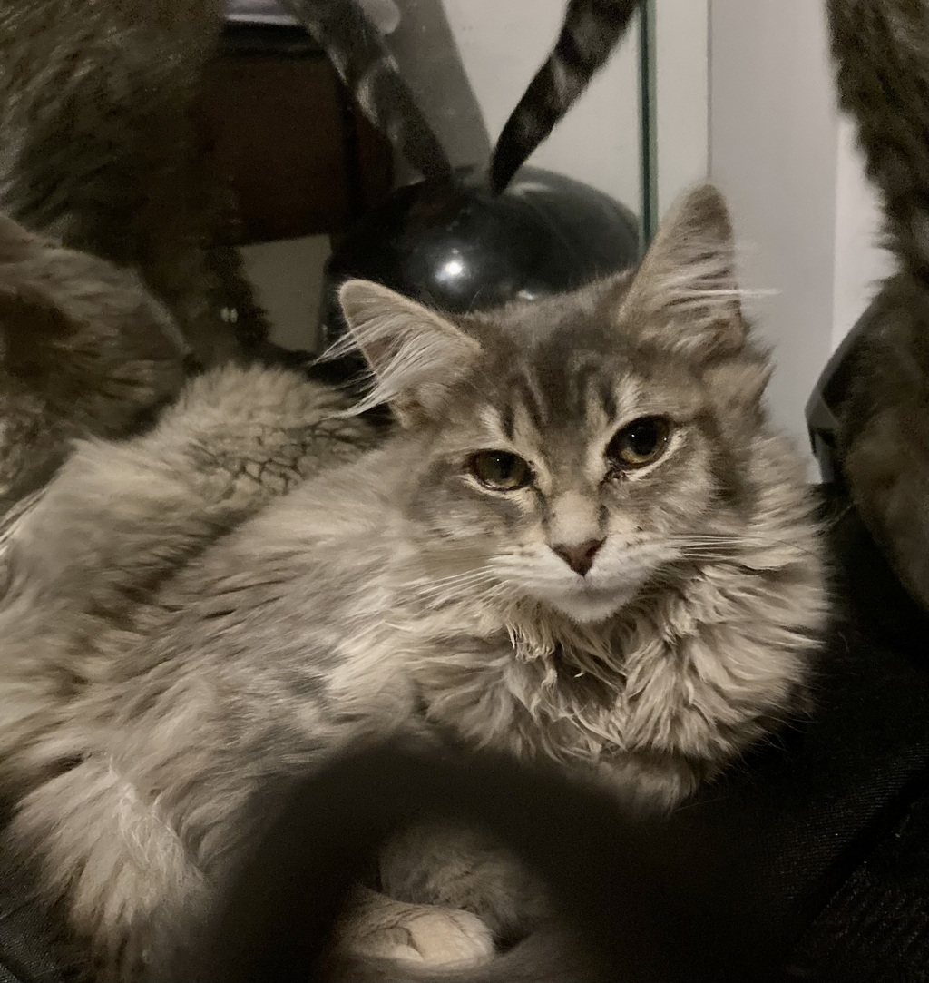 Vin (was Cordelia) - Female Dmh Mix Cat in VIC - PetRescue