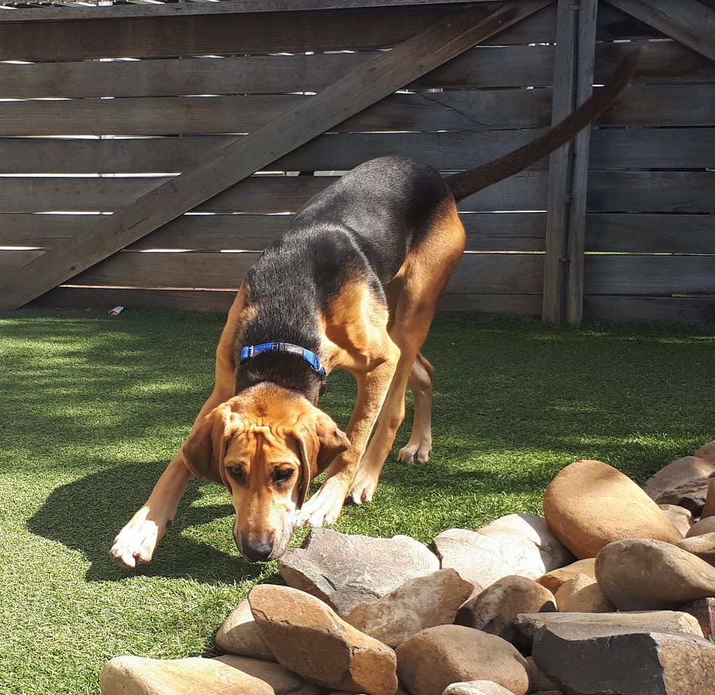 Mabel - Medium Female Beagle x Foxhound Mix Dog in VIC - PetRescue