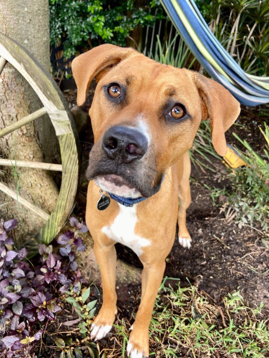 Tiki Animal Rescue - PetRescue