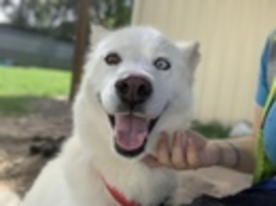 Roxy - Large Female Siberian Husky Dog in NSW - PetRescue