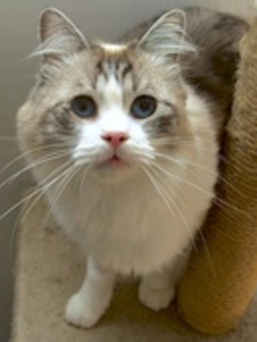 RSPCA Sydney Shelter (Yagoona) - PetRescue