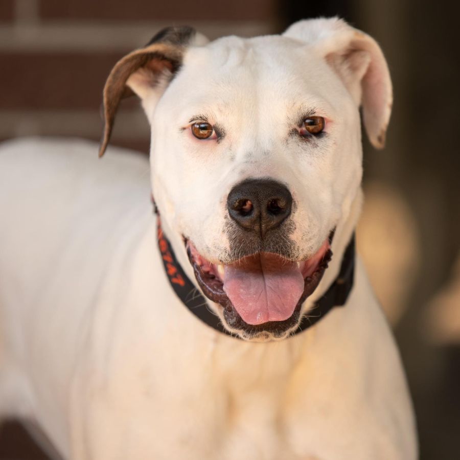Whisper - Large Female American Bulldog Dog in VIC - PetRescue