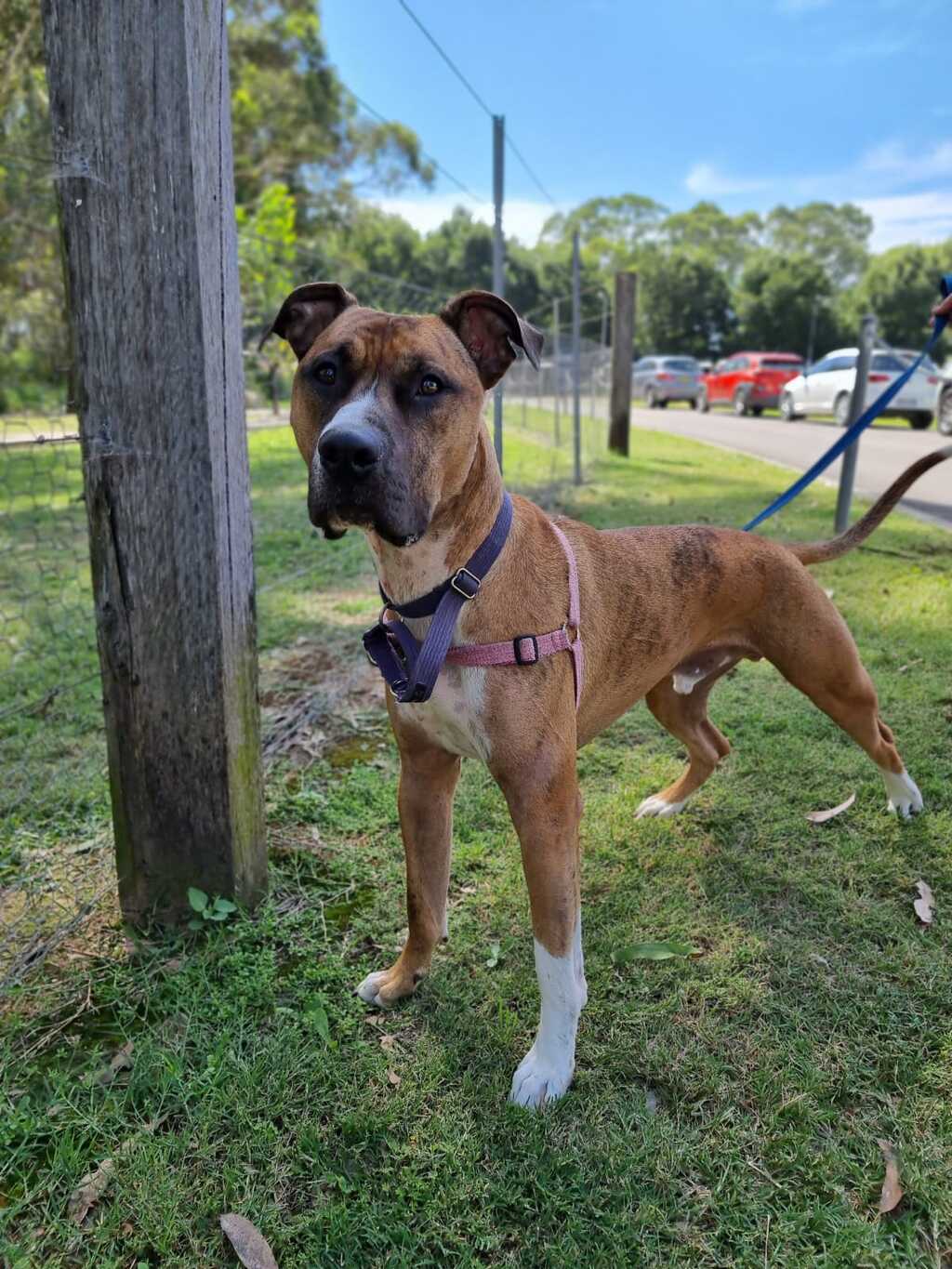 Triton - Large Male Bull Arab x Great Dane Mix Dog in NSW - PetRescue