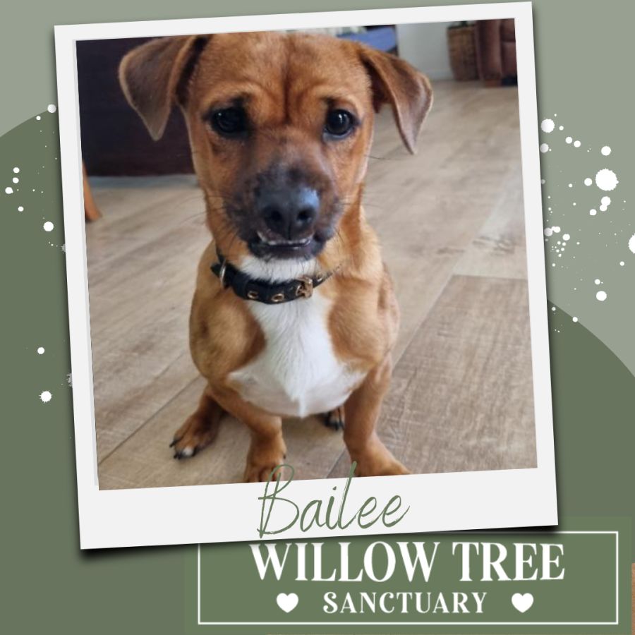 Bailee - Small Male Dachshund Mix Dog in NSW - PetRescue