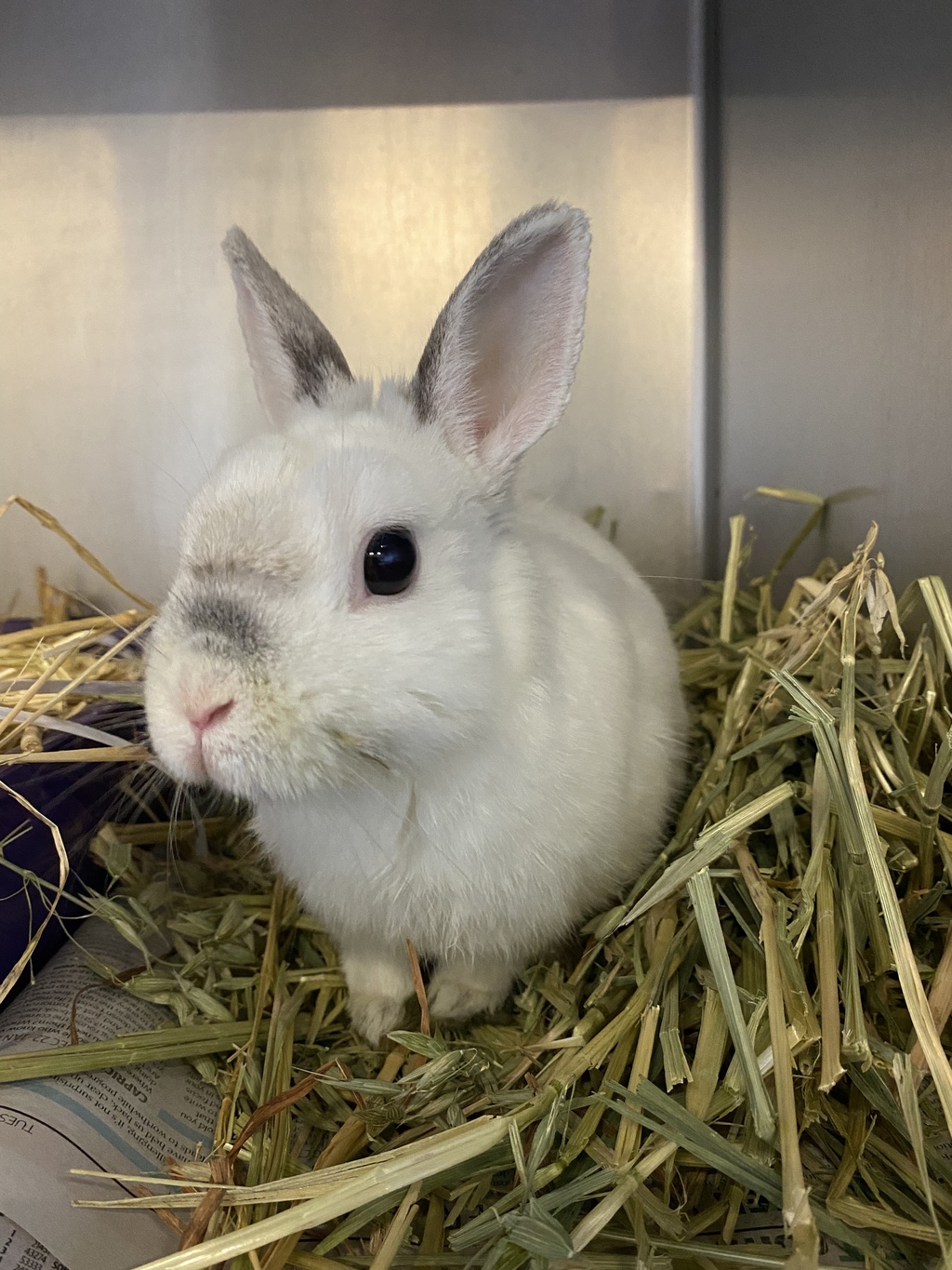 Wesley - Male Dwarf Mix Rabbit in VIC - PetRescue