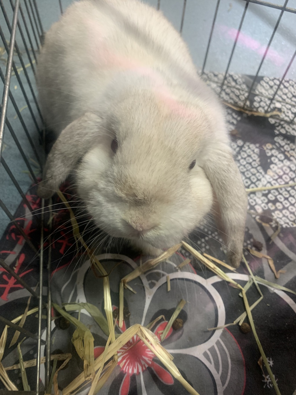 Miruku - Male Mini Lop Mix Rabbit in VIC - PetRescue