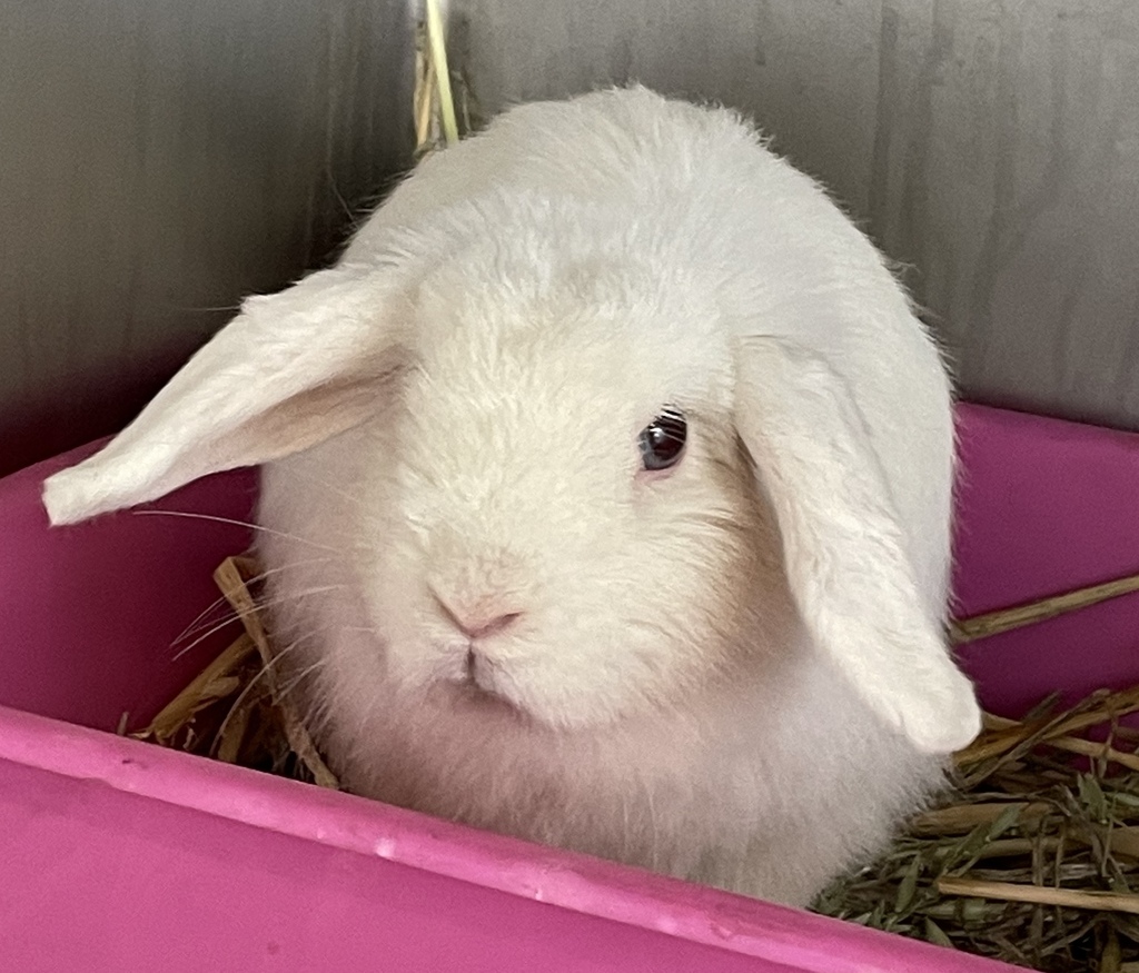 Kylie - Female Mini Lop Mix Rabbit in VIC - PetRescue
