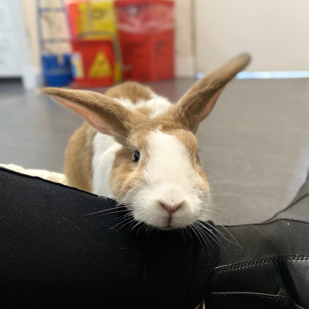 Jessica Rabbit - Female Dutch x Flemish Giant Mix Rabbit in VIC - PetRescue