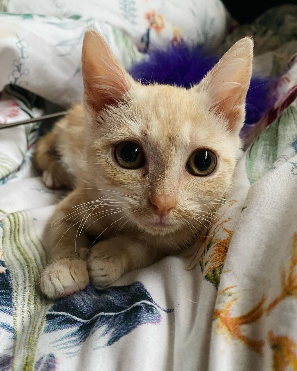 Azula - Female Dsh Mix Cat in VIC - PetRescue