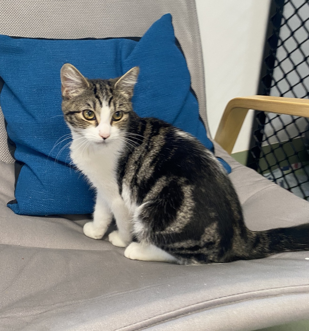 Mildred - Female Domestic Short Hair Mix Cat in QLD - PetRescue