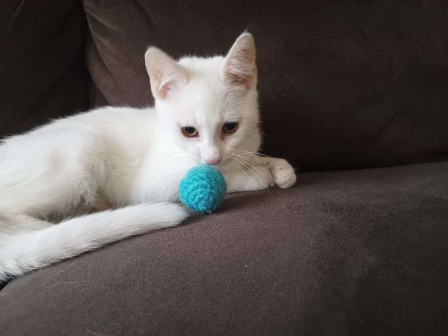 Casper - Male Domestic Short Hair Cat in VIC - PetRescue
