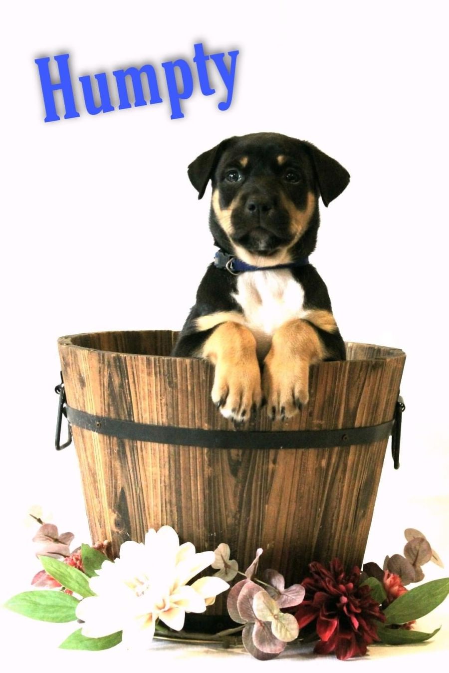 Humpty - Large Male Mixed Breed Dog in NSW - PetRescue