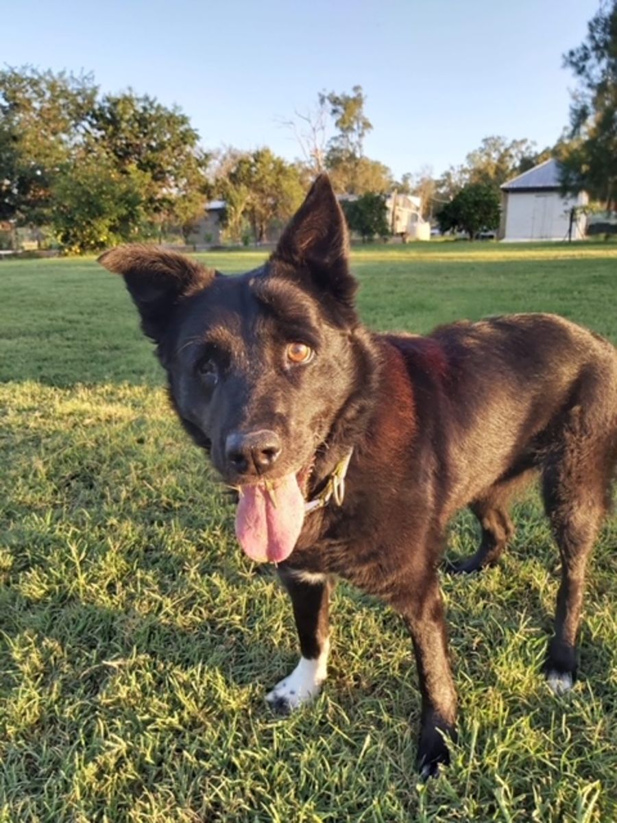 Evie - Medium Female Border Collie Dog in QLD - PetRescue