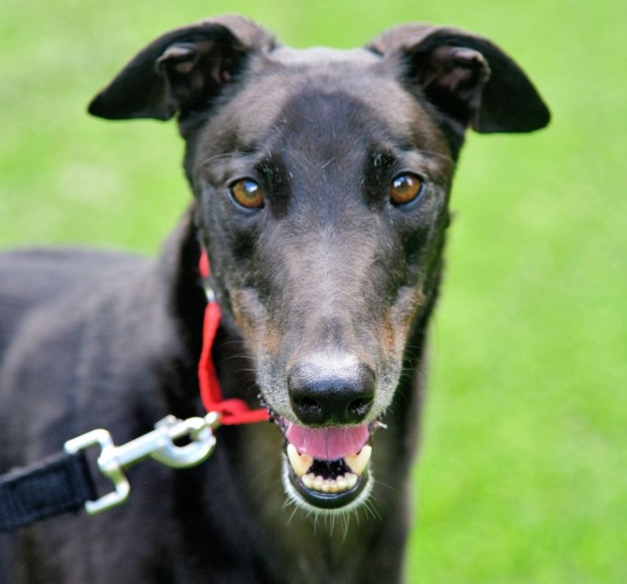 Cosmo - Large Male Greyhound Dog in NSW - PetRescue