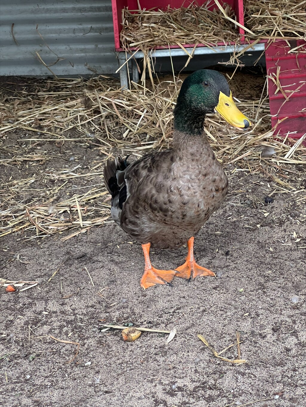 Drako - Male Mallard Mix Fowl in WA - PetRescue