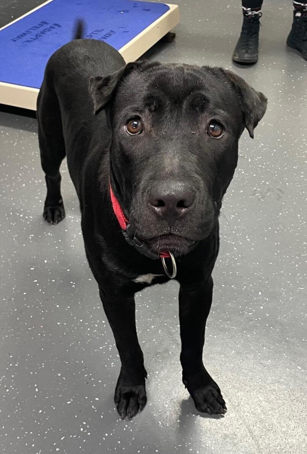 Shadow - Large Male Rottweiler x Shar Pei Mix Dog in QLD - PetRescue