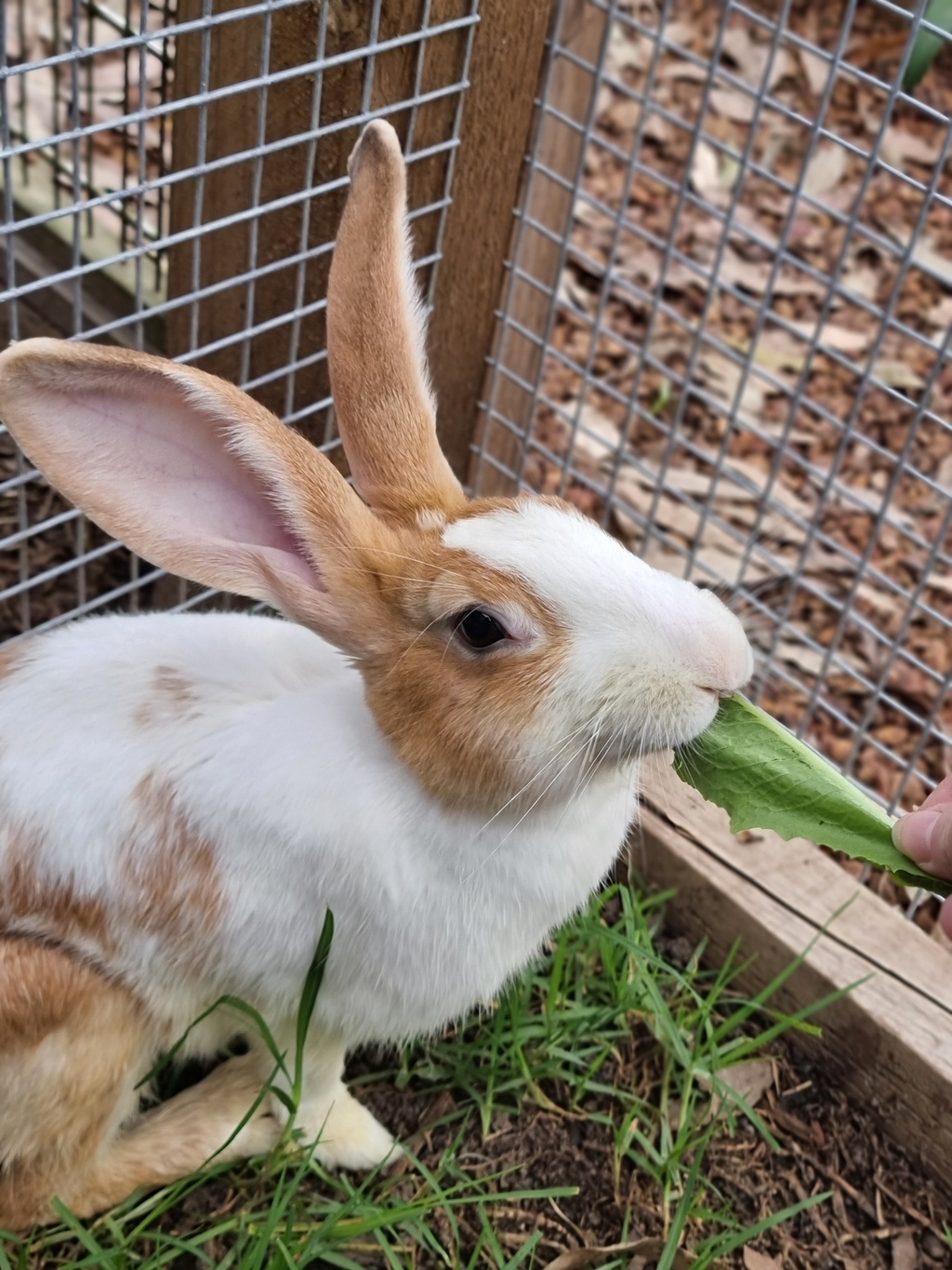 Lapine - Female Bunny Rabbit Mix Rabbit in NSW - PetRescue
