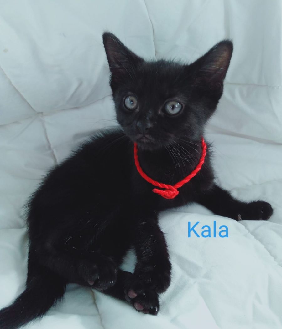 Kala - Male Domestic Short Hair Cat in NSW - PetRescue