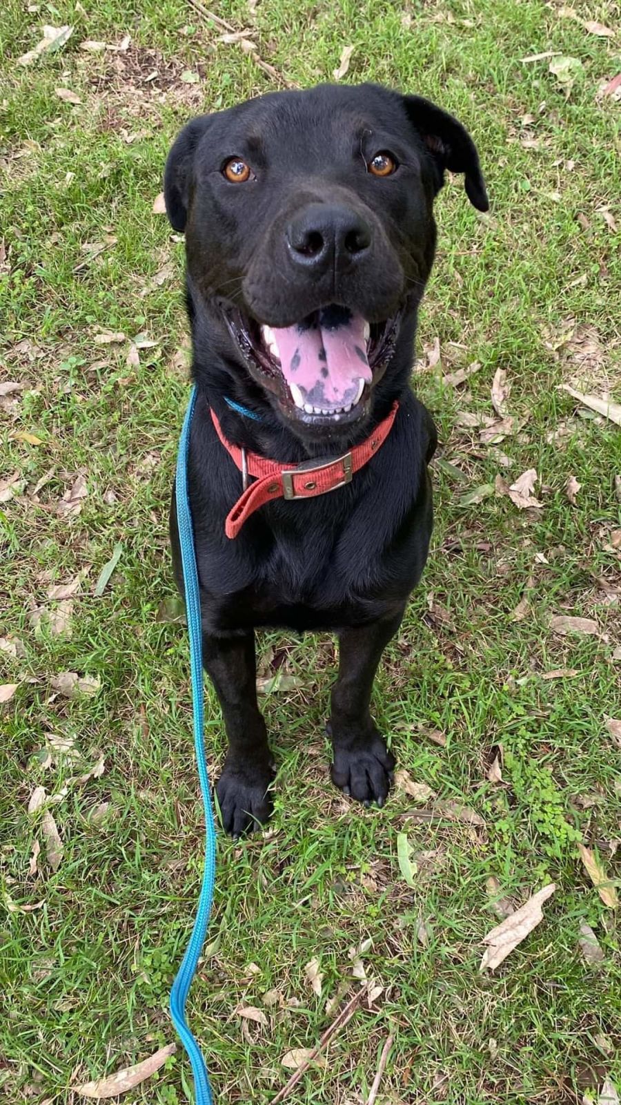 Ink - Large Male Labrador Mix Dog in NSW - PetRescue