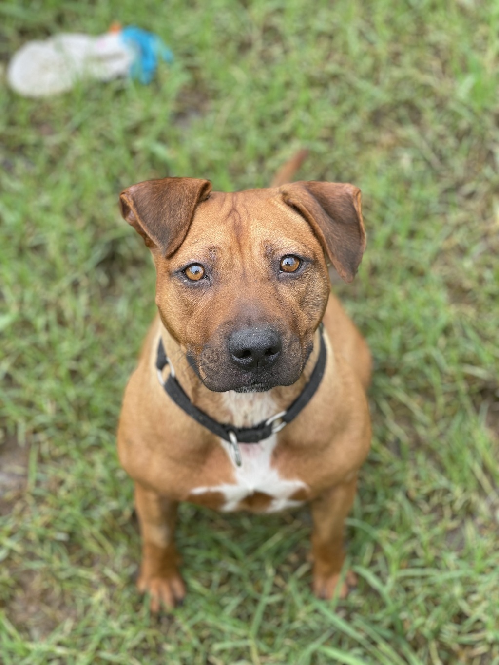 Roxy - Medium Female American Staffi Mix Dog in NSW - PetRescue