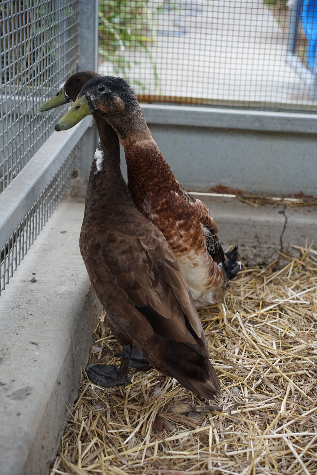 Alix - Male Duck Mix Fowl in QLD - PetRescue