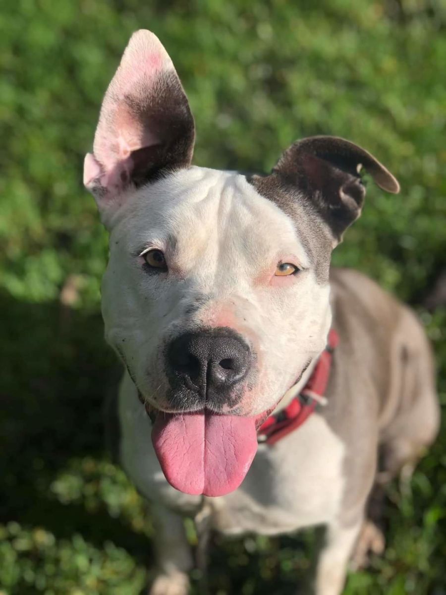 Addie - Large Female Amstaff Dog in NSW - PetRescue