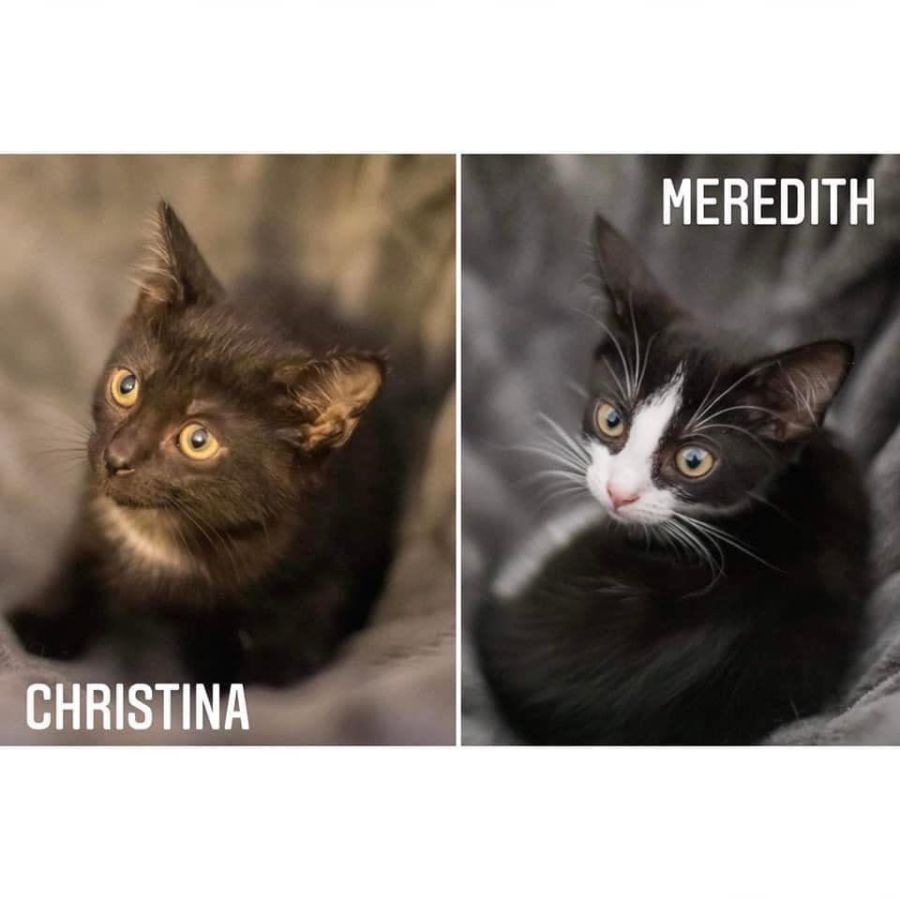 Perth Rescue Angels - PetRescue