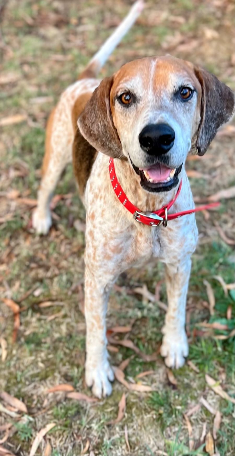 Beagle Rescue Victoria Inc - PetRescue