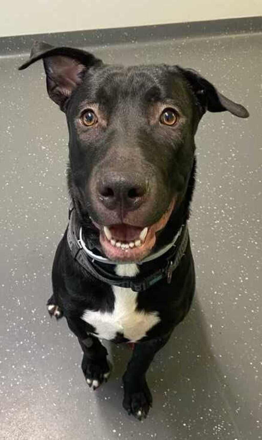 RSPCA Mackay - PetRescue