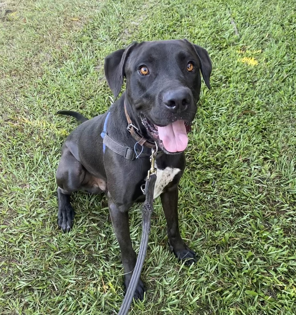 Rocky - Large Male Great Dane x Labrador Retriever Mix Dog in QLD ...