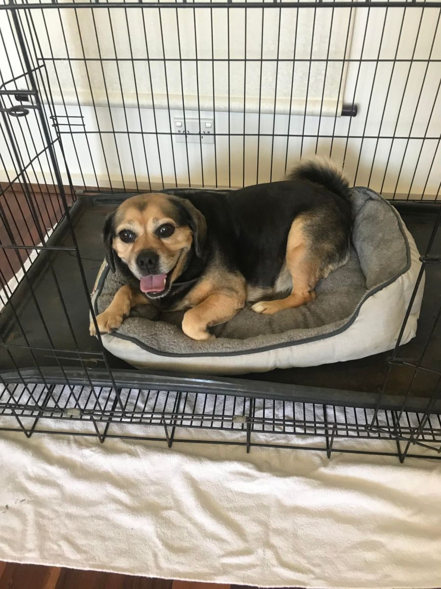 Ruby - Medium Female Beagle Dog in VIC - PetRescue